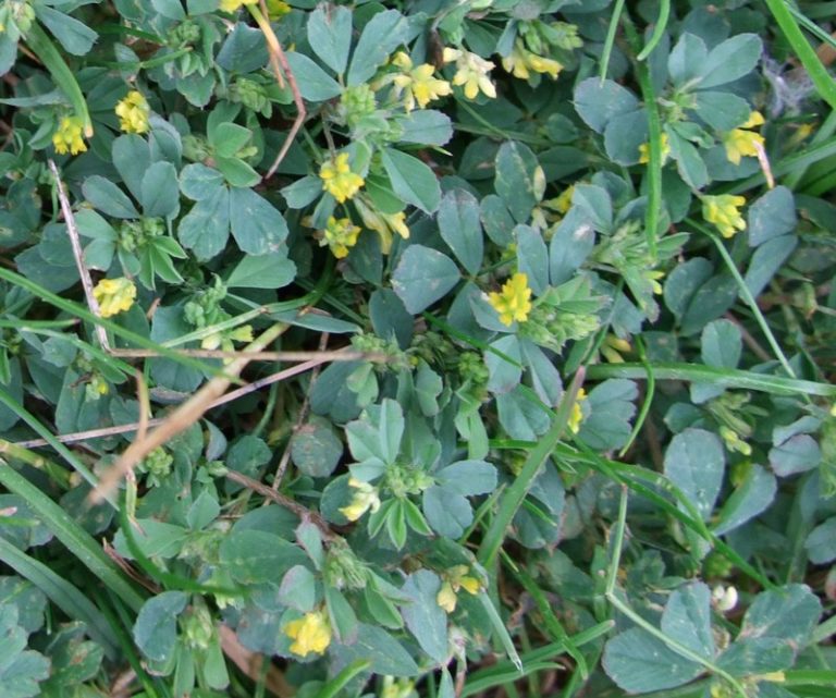 Lawn Weeds - Clover - Cheshire Lawn Doctor